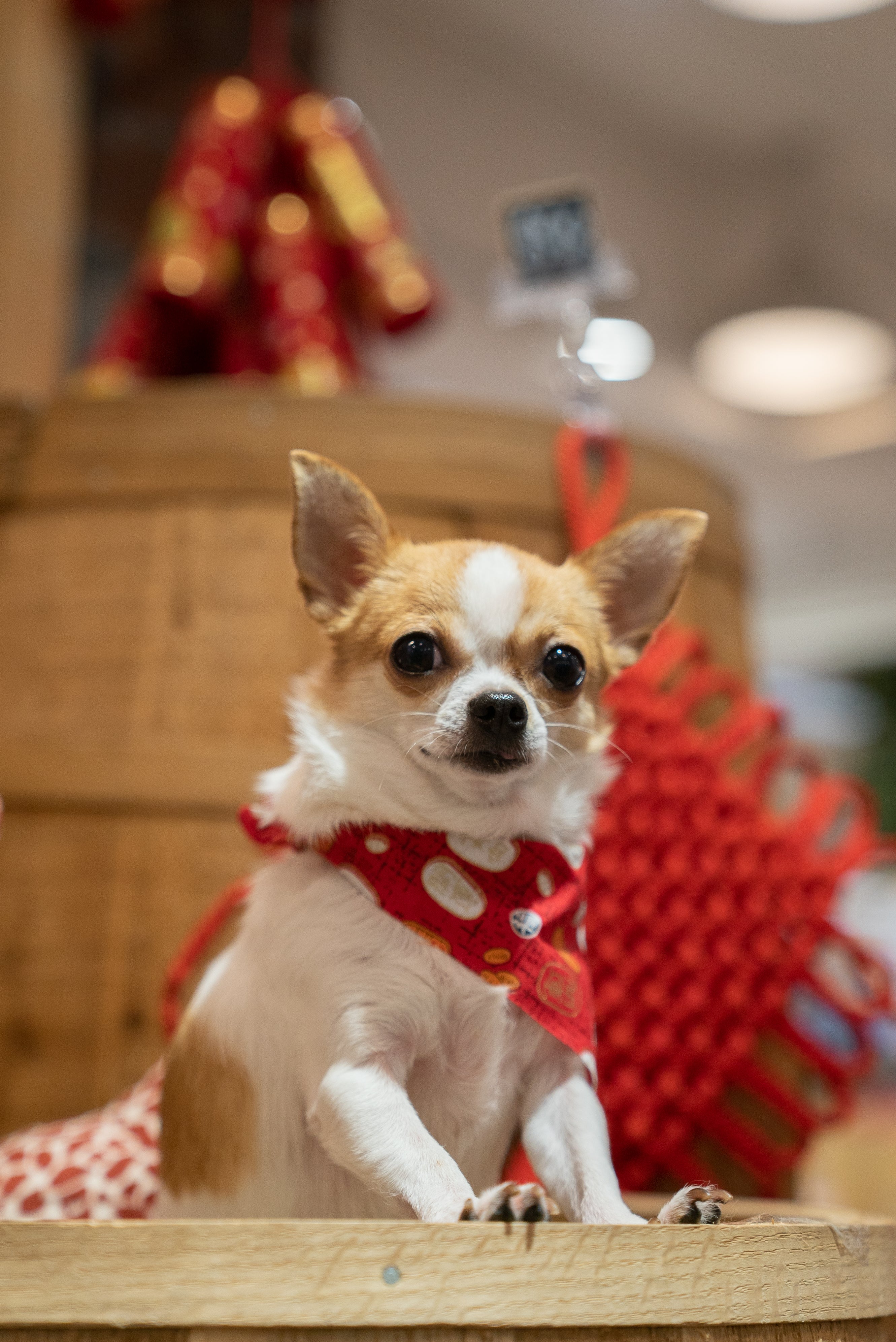 CNY Celebrations with Dogs: Things to Note | Whiskers N Paws