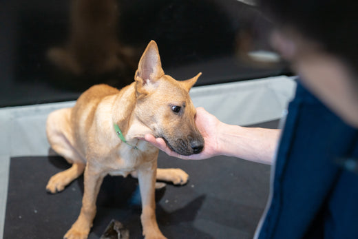 Cooperative Care - Teaching Dogs to Give Consent