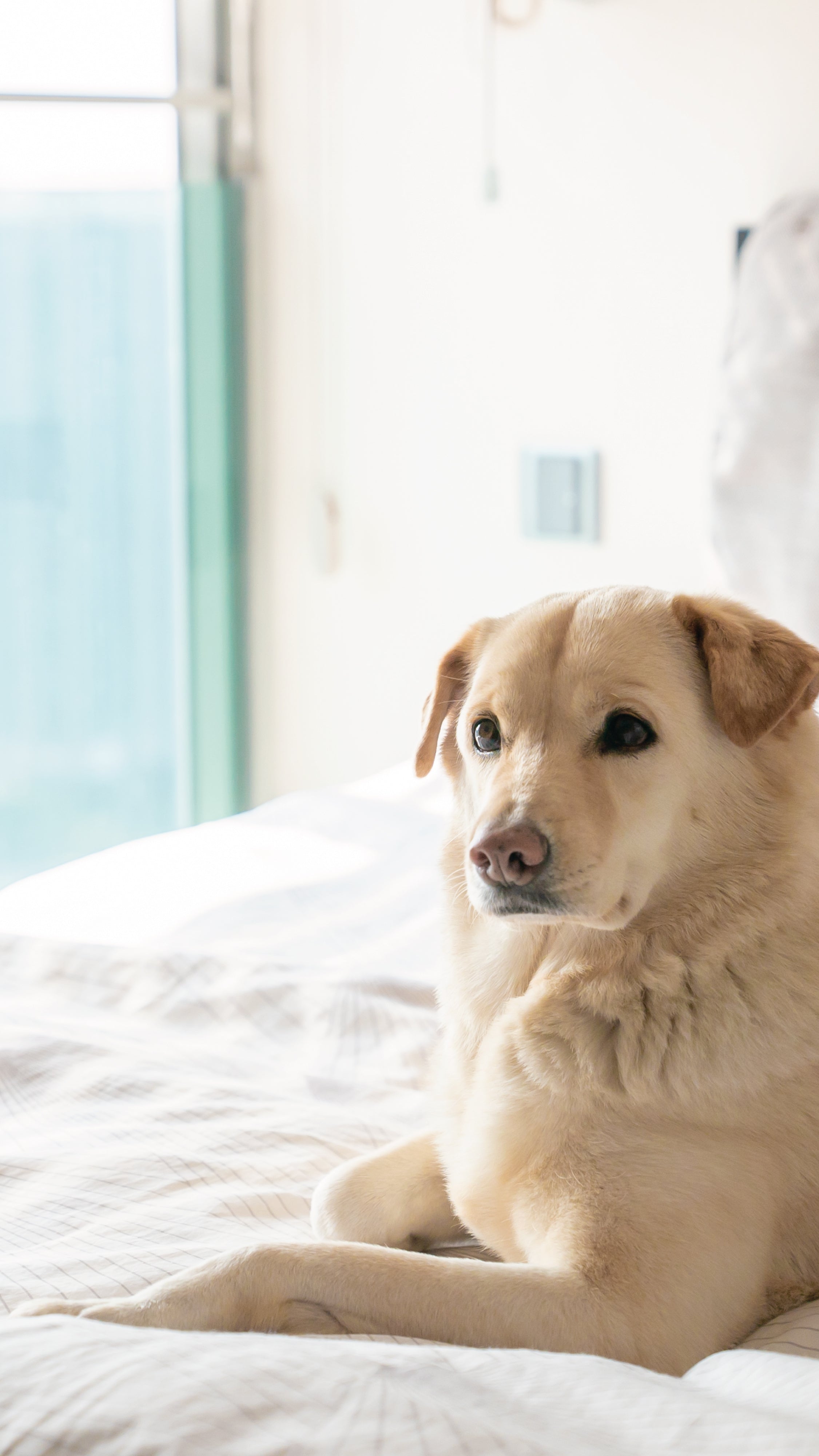 5 ways to make working from home with your dog a success